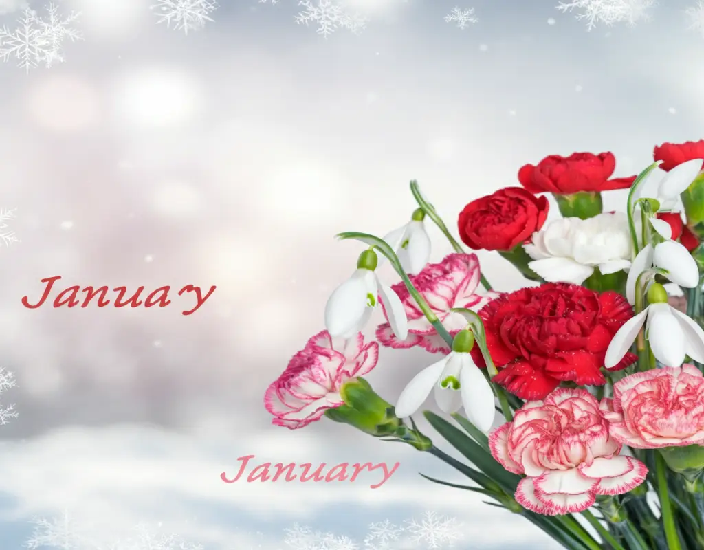 The January Birth Flowers: Carnations And Snowdrops
